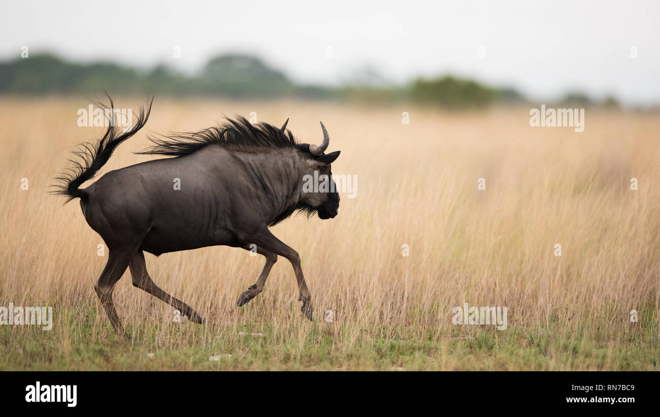 Common Wildebeest running across the plains at Liuwa Plains National ...