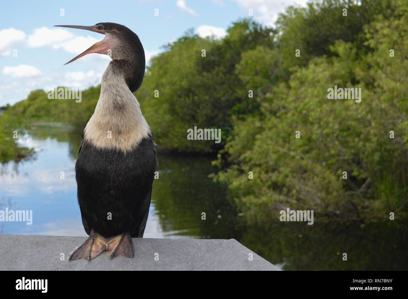 Anhinga at Everglades National Park Stock Photo - Alamy