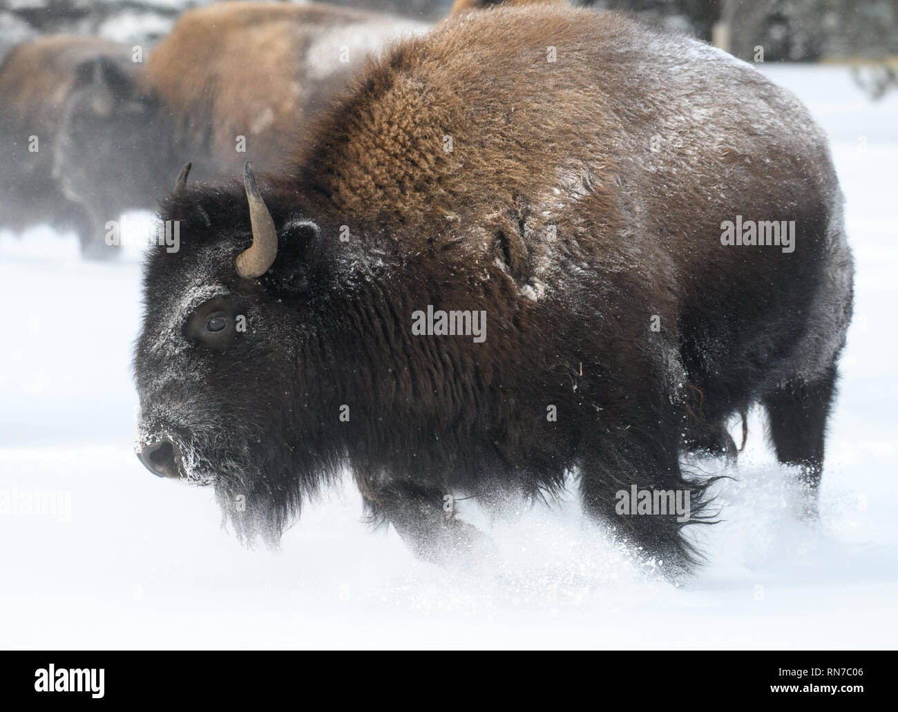 Bison running hi-res stock photography and images - Alamy