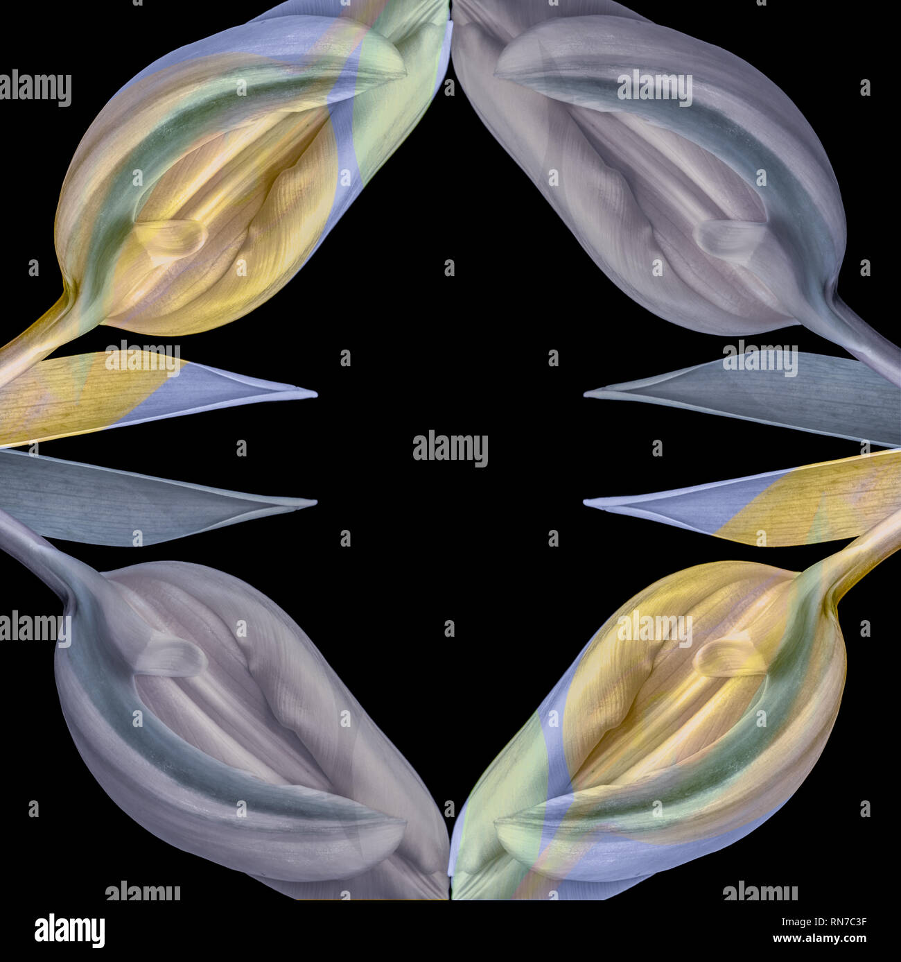 Fine art still life bright colorful abstract pattern made from macros ...