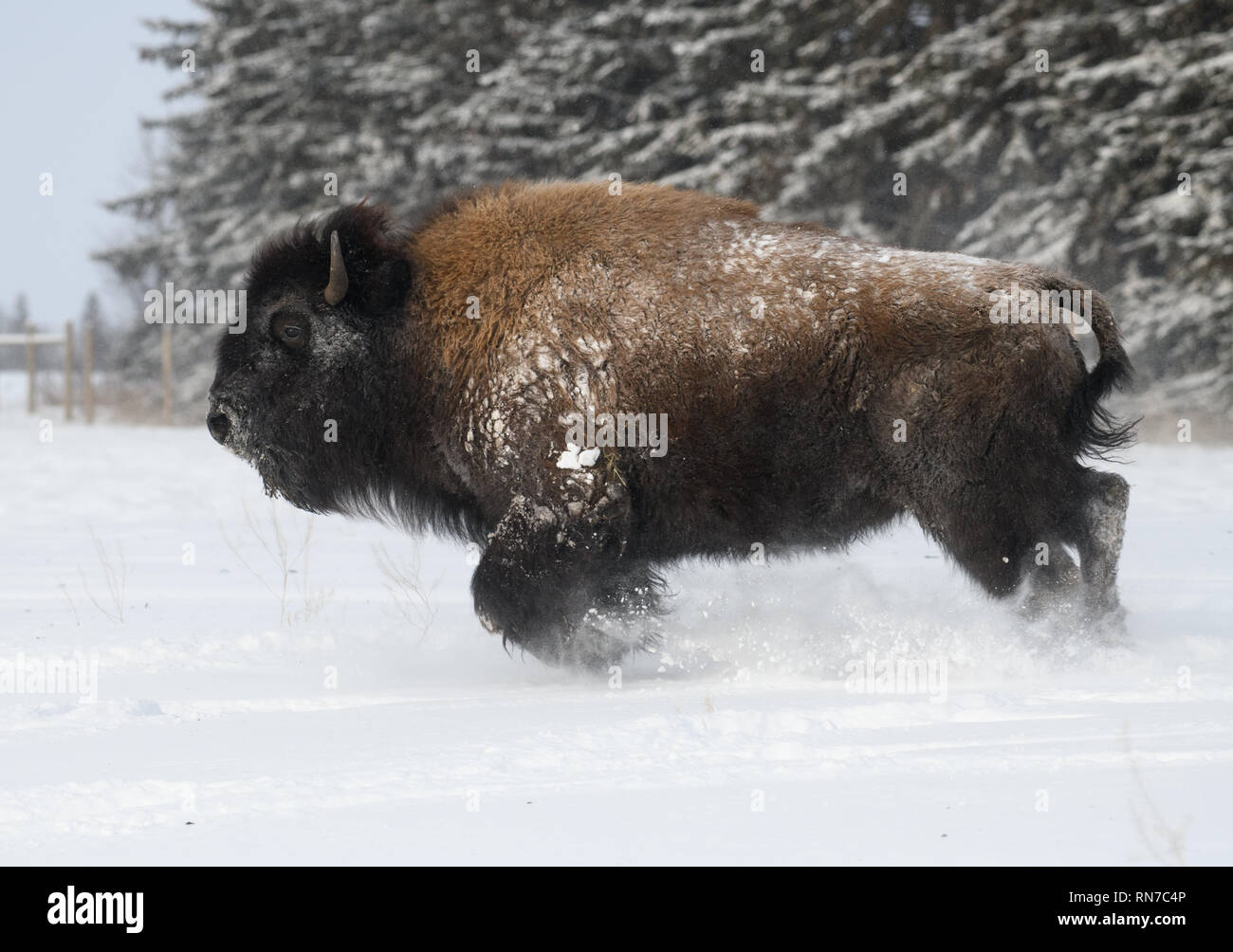 Charging bison hi-res stock photography and images - Alamy