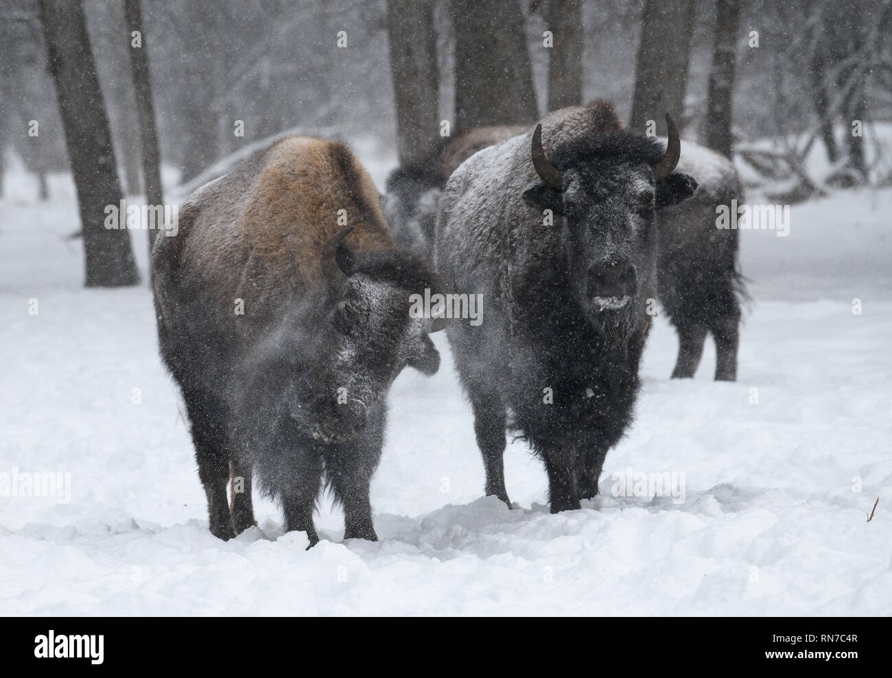Shaking off snow hi-res stock photography and images - Alamy