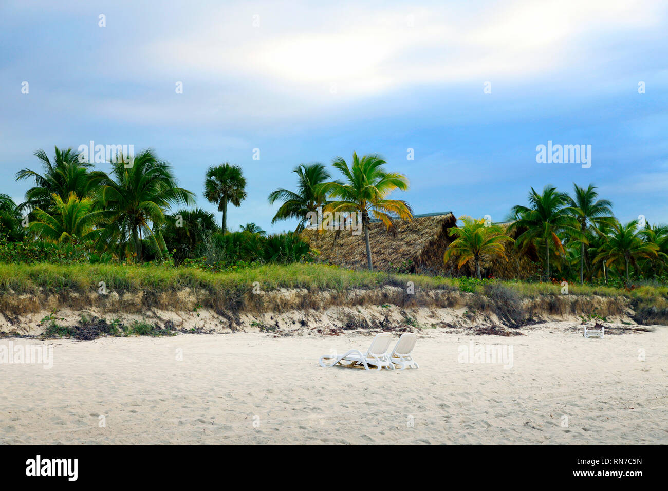Cuban beach with sun lounger and palm on sunset. Varadero Stock Photo ...