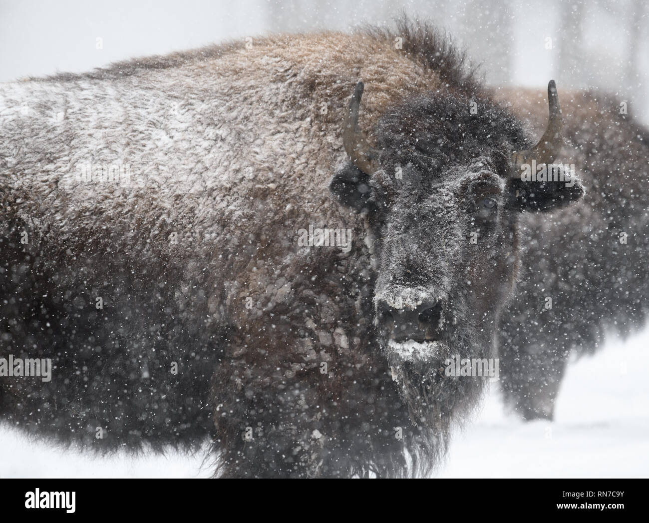 Buffalo during winter hi-res stock photography and images - Alamy