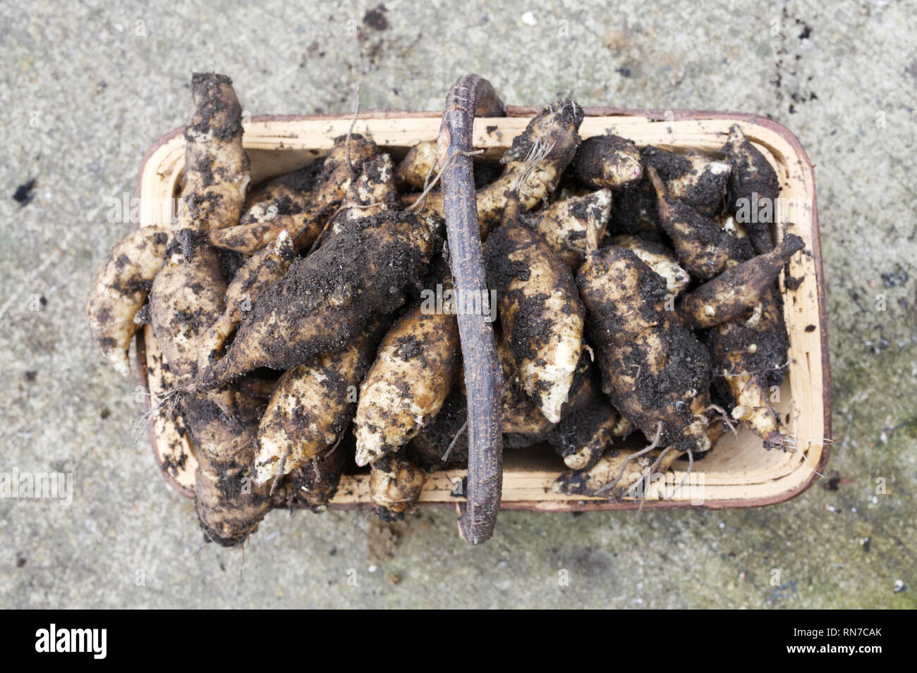 Jerusalem Artichoke Fuseau High Resolution Stock Photography and Images ...