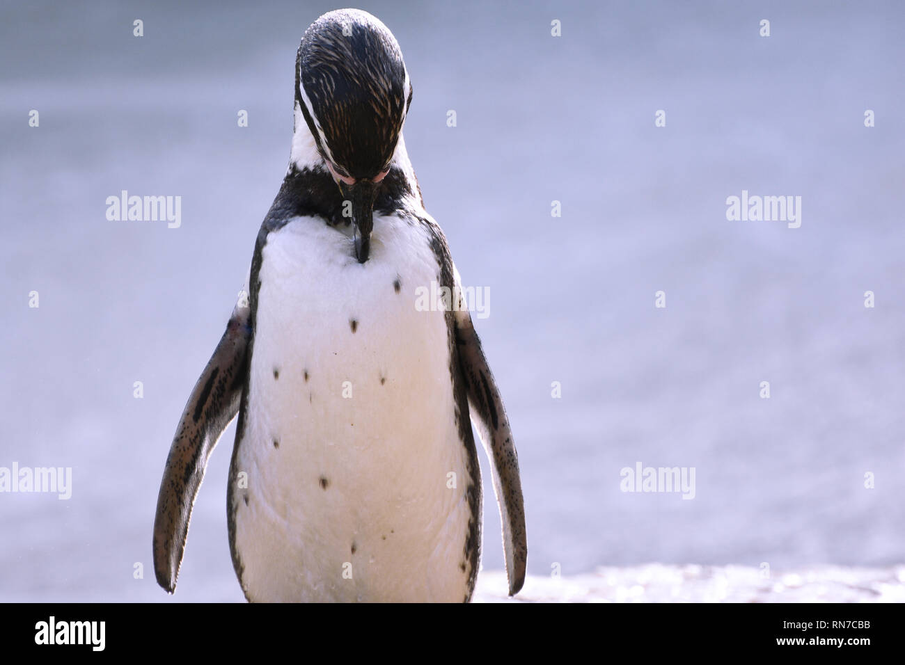 Extinct penguin hi-res stock photography and images - Alamy