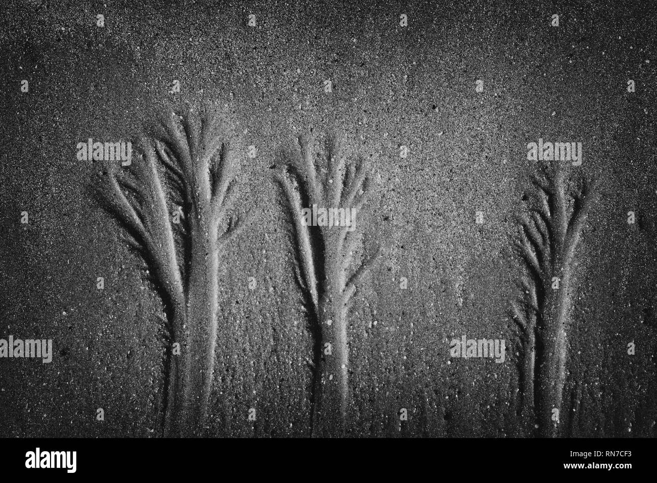 Sand trees hi-res stock photography and images - Alamy