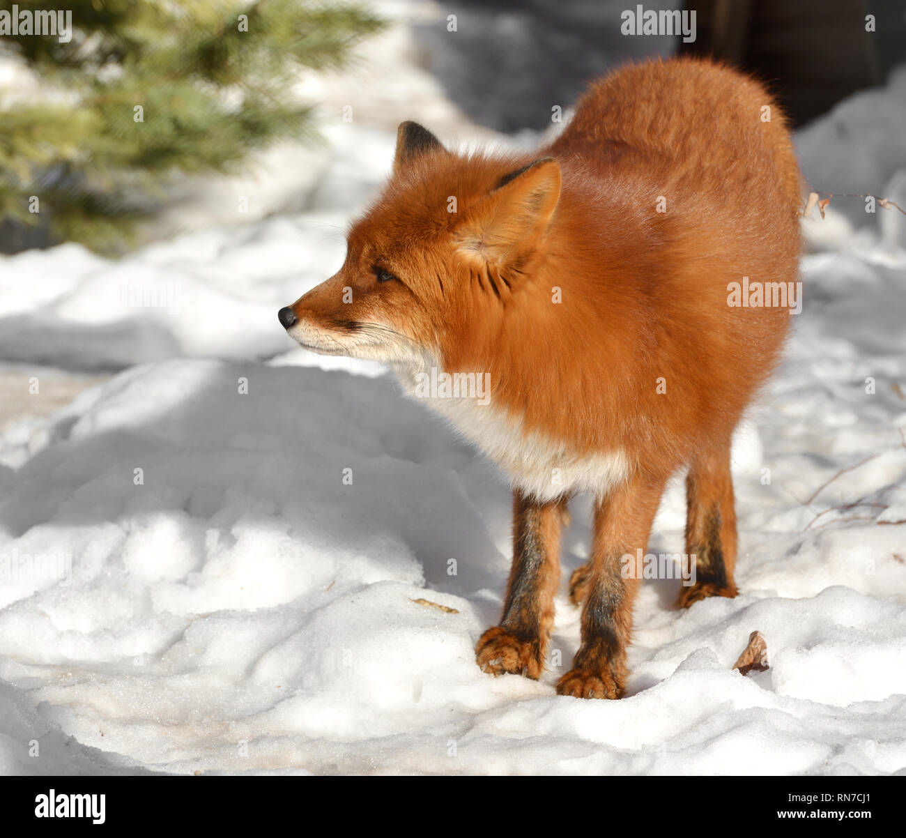 Red fox (Vulpes vulpes) in winter forest. Russia Stock Photo - Alamy