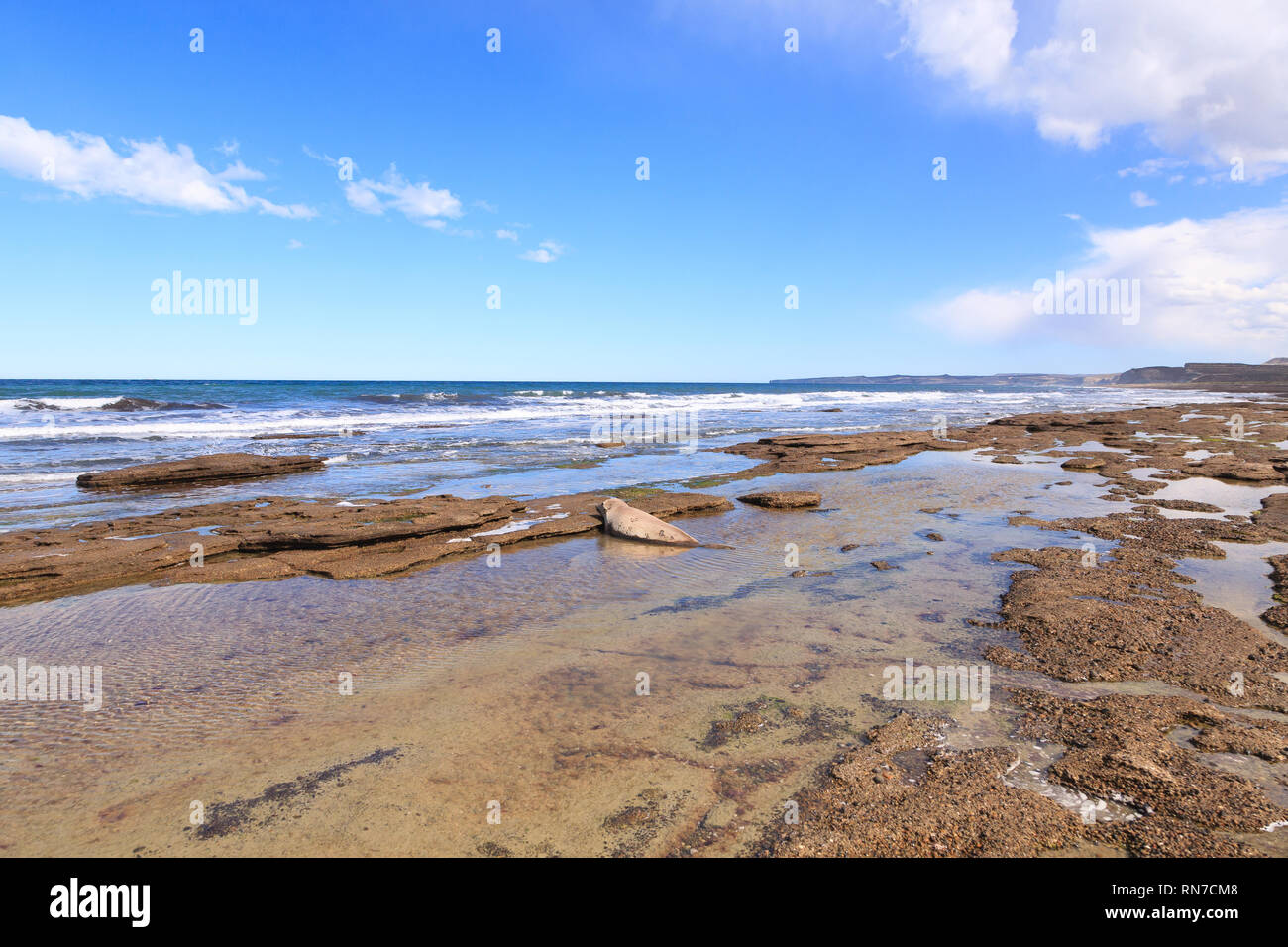 Elephant seal on beach close up, Patagonia, Argentina. Isla Escondida ...