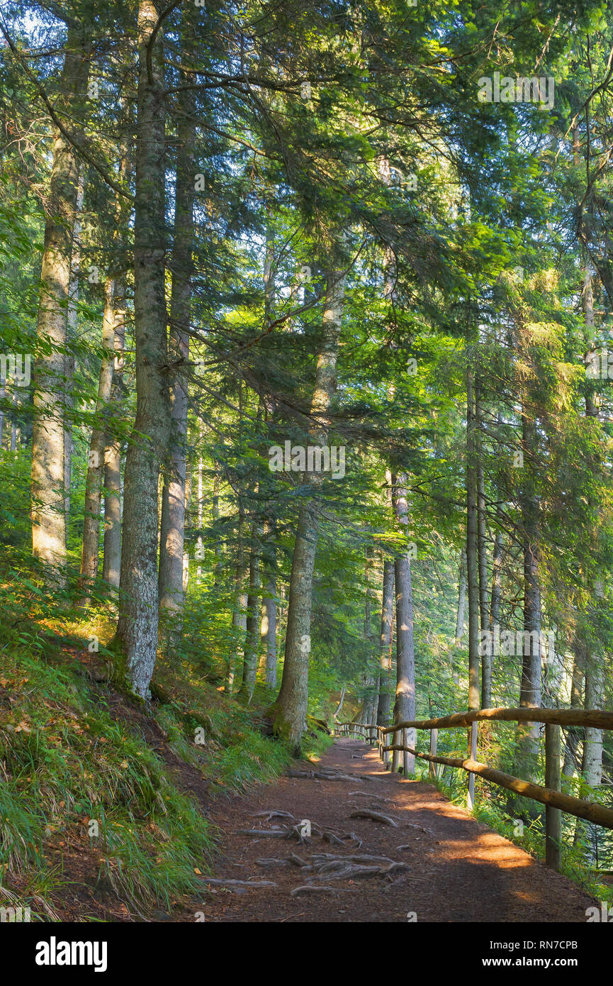 Fence surrounding trees hi-res stock photography and images - Alamy