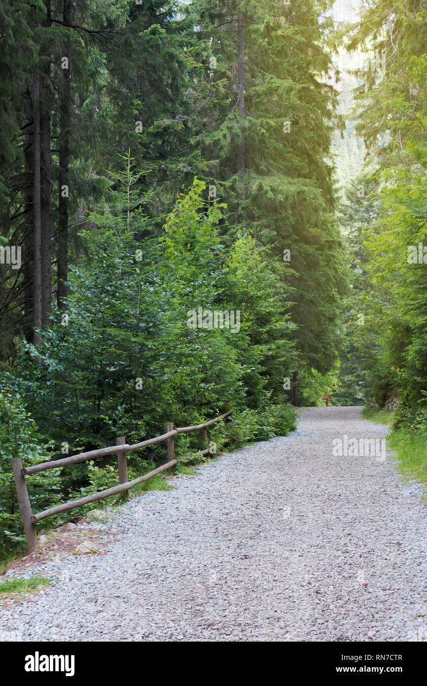 Pathway in forest tall trees hi-res stock photography and images - Alamy