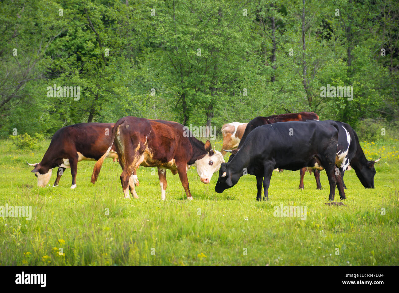 Cattle black forest hi-res stock photography and images - Alamy