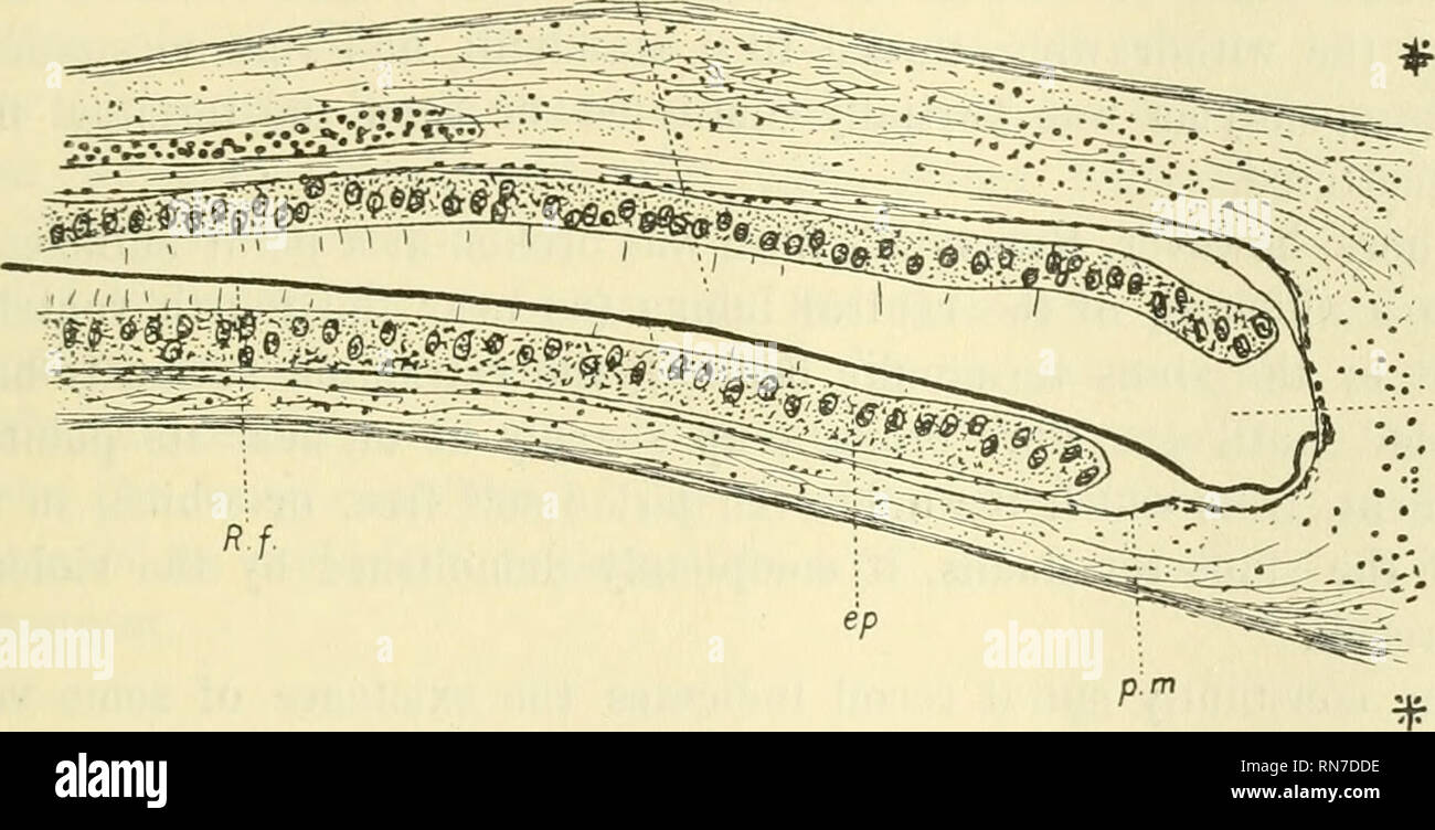 Filum Terminale High Resolution Stock Photography and Images - Alamy