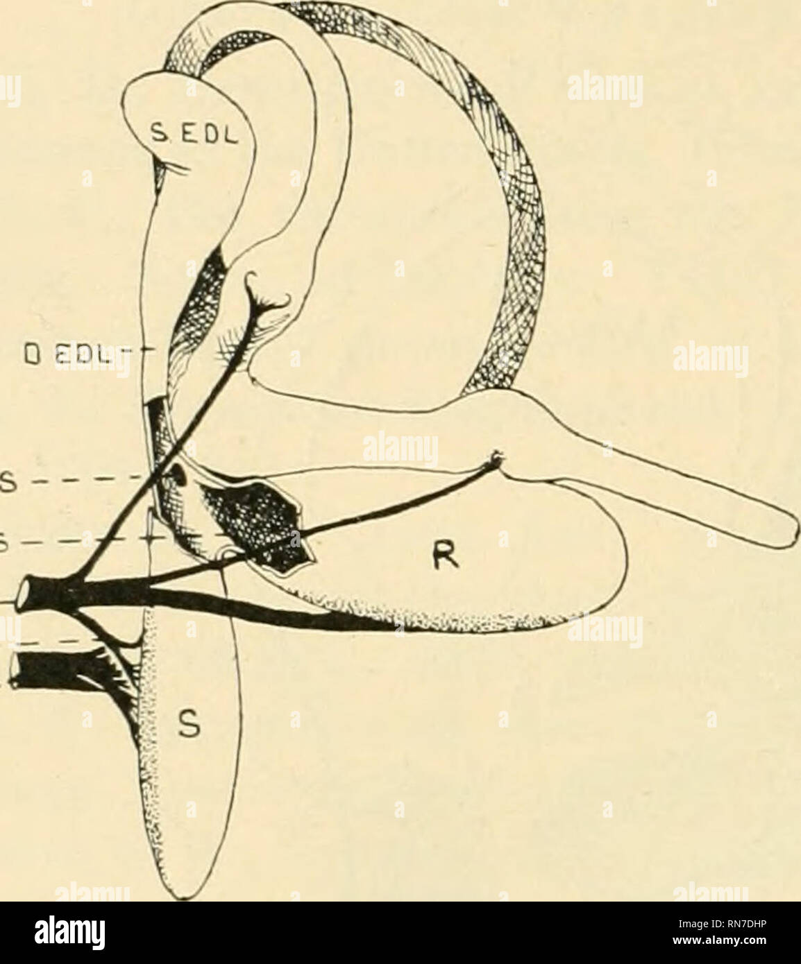 Utriculi hi-res stock photography and images - Alamy