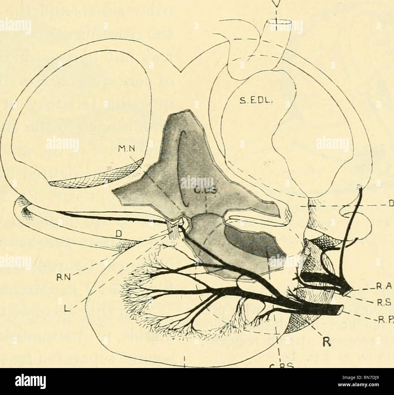 Neoceratodus fish hi-res stock photography and images - Alamy