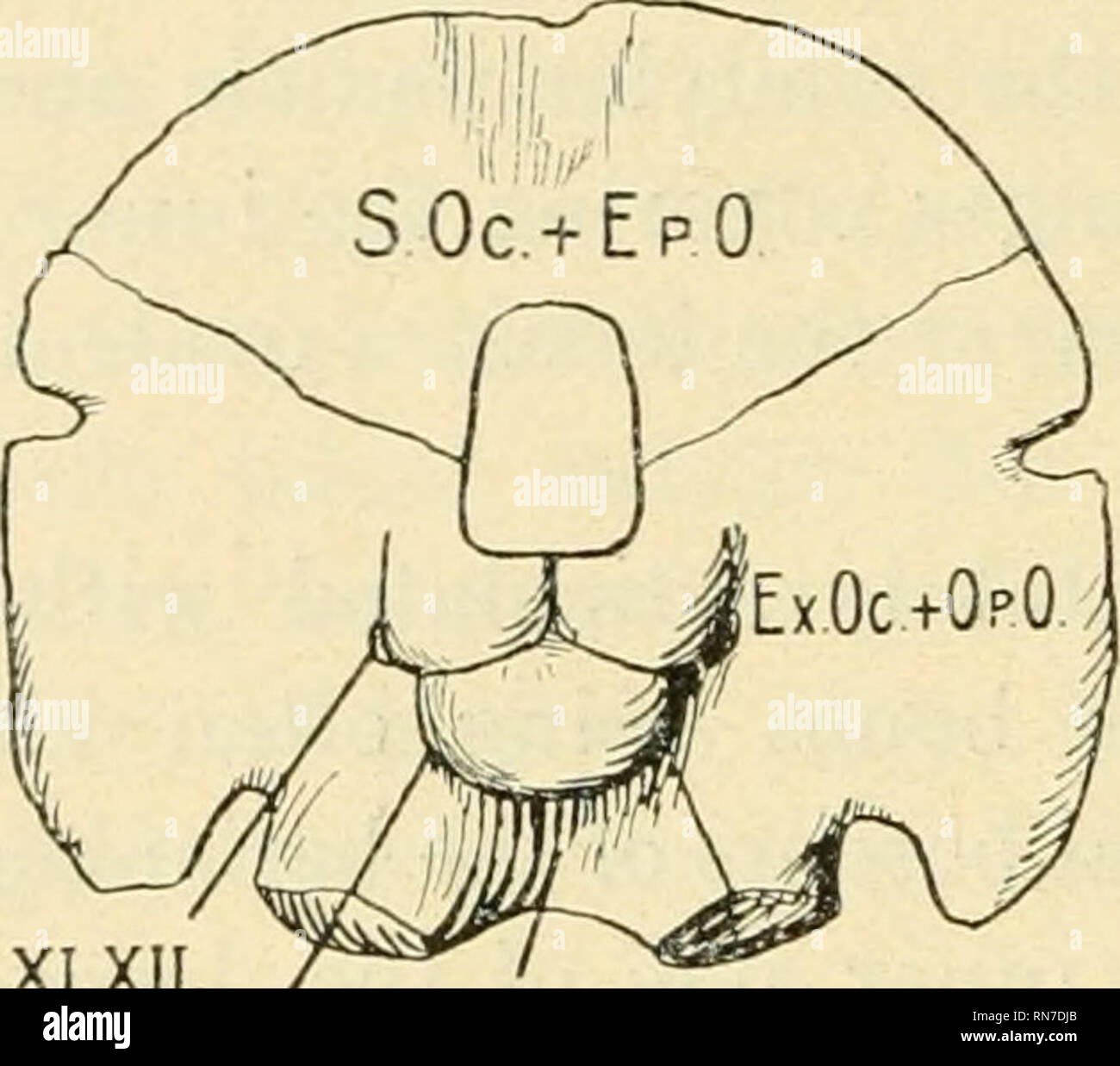 . Anatomischer Anzeiger. Anatomy, Comparative; Anatomy, Comparative ...