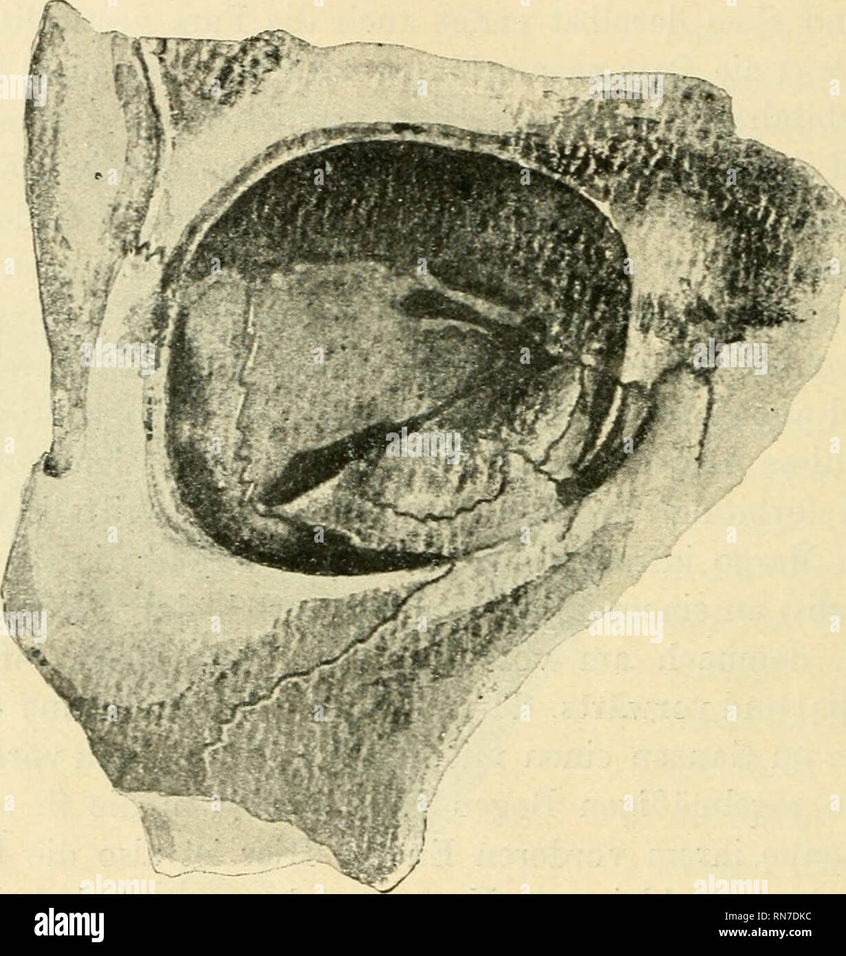 . Anatomischer Anzeiger. Anatomy, Comparative; Anatomy, Comparative ...