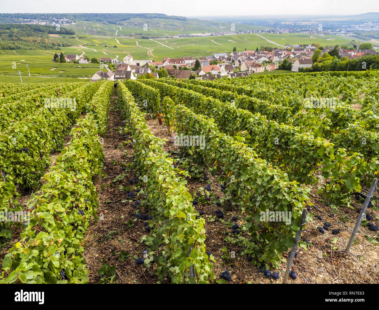 Champagne Landscape High Resolution Stock Photography and Images - Alamy