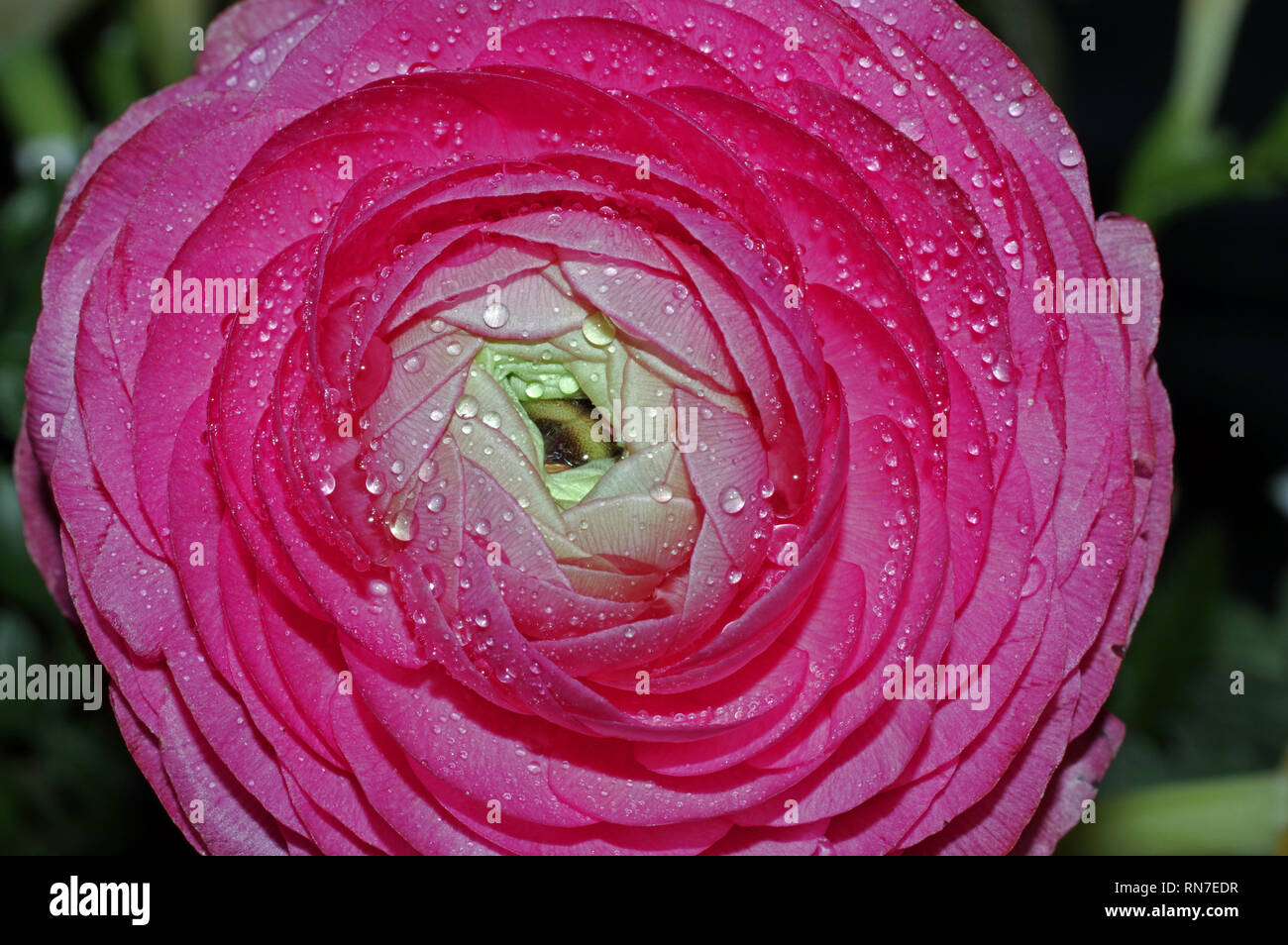 Pink Turban flower (ranunculus) close-up Stock Photo - Alamy