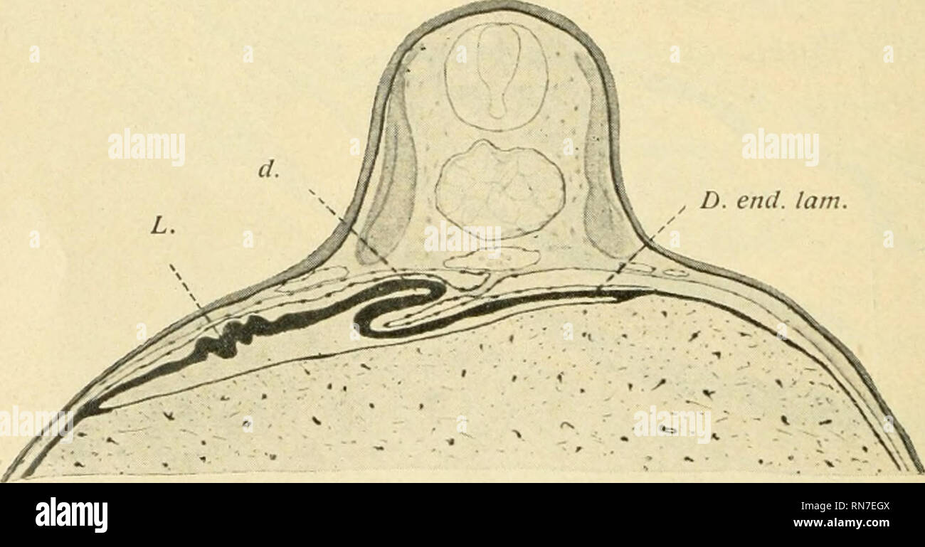 . Anatomischer Anzeiger. Anatomy, Comparative; Anatomy, Comparative ...