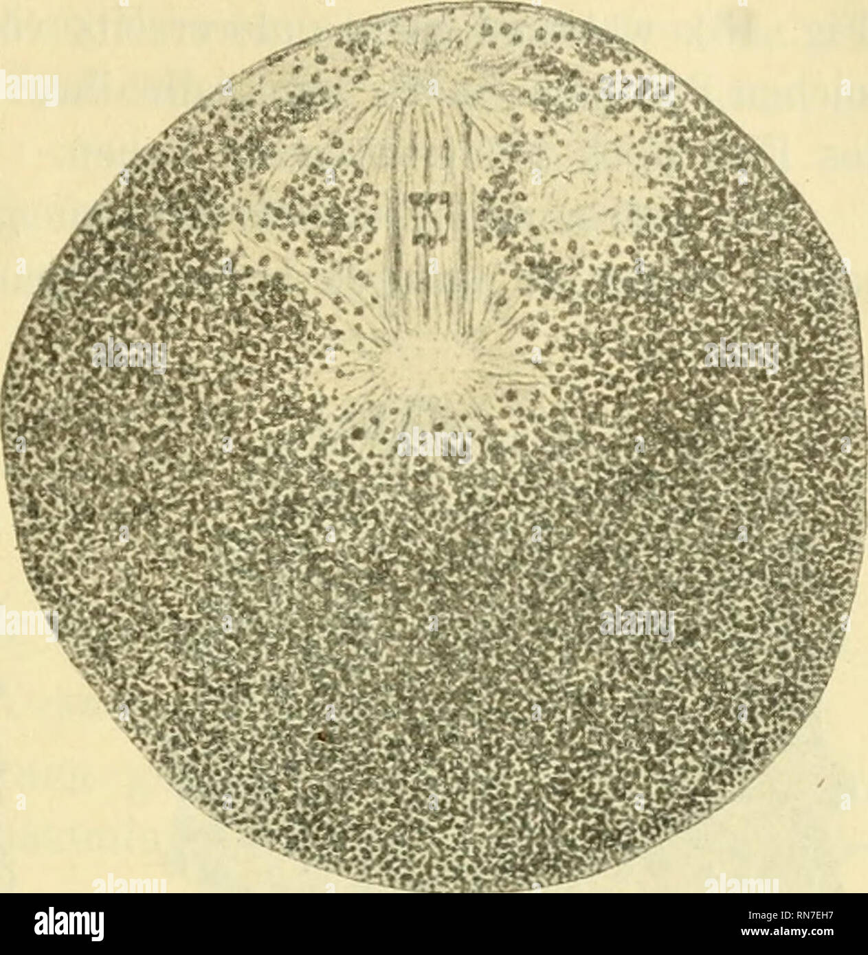 Tomopteris High Resolution Stock Photography and Images - Alamy
