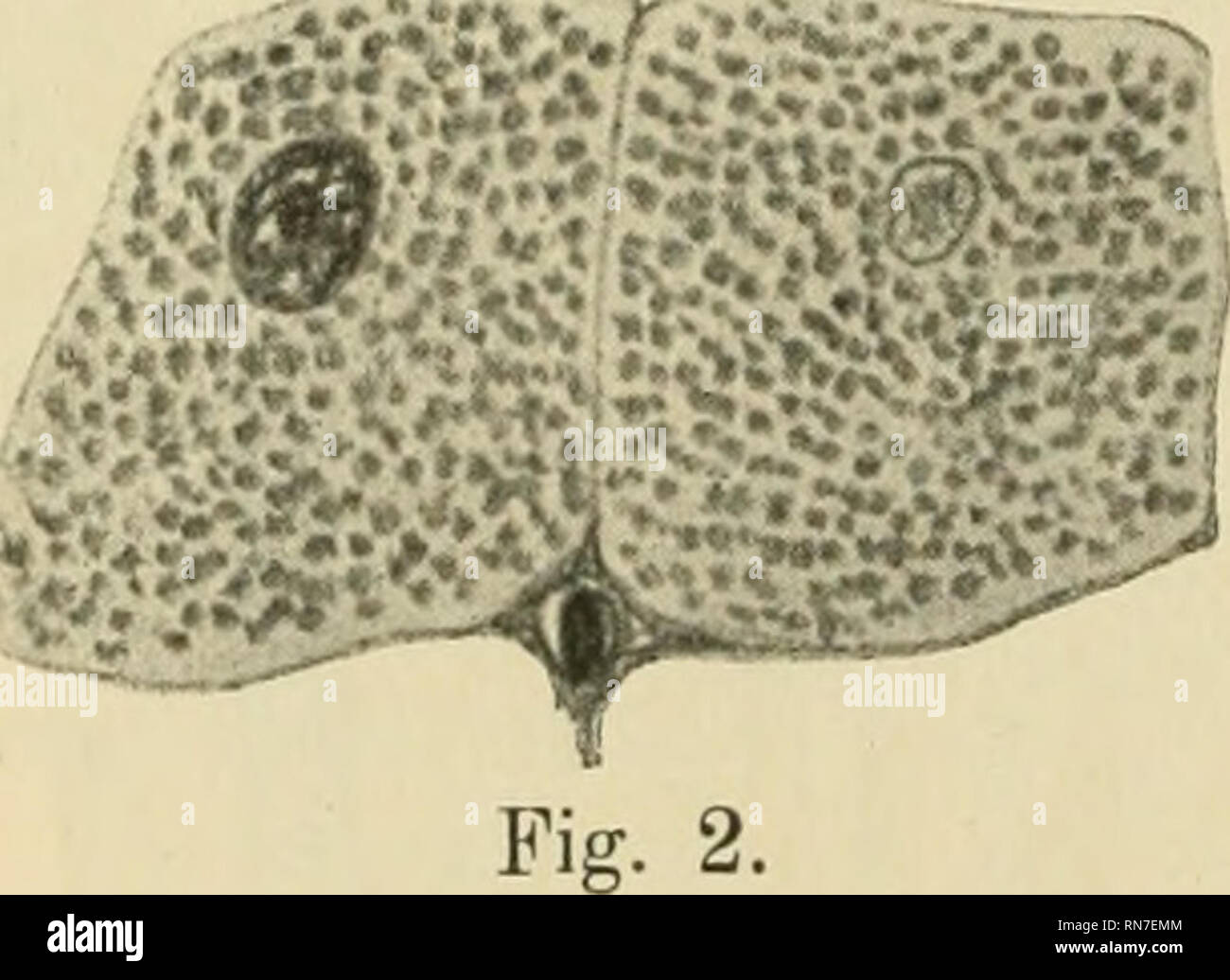 . Anatomischer Anzeiger. Anatomy, Comparative; Anatomy, Comparative ...