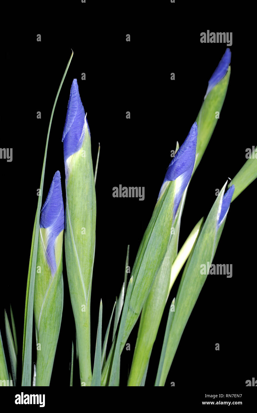 Dutch iris (iris hollandica) close-up Stock Photo - Alamy