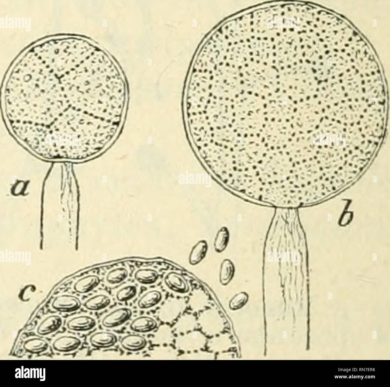 Columelle hi-res stock photography and images - Alamy