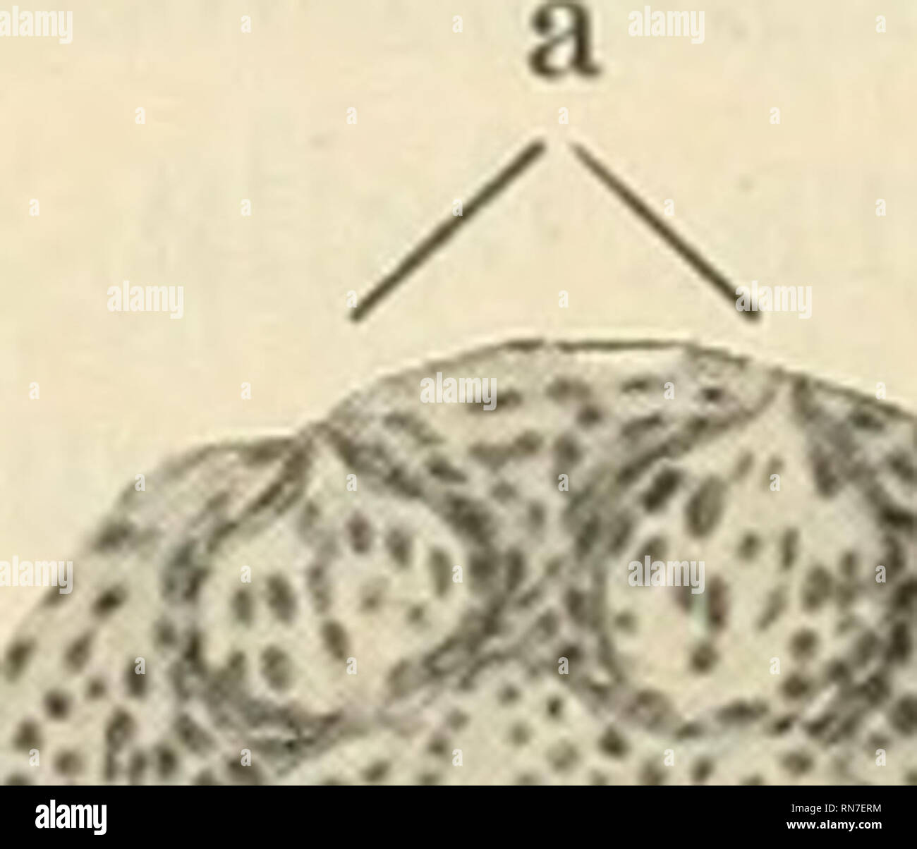 Faringe laringea hi-res stock photography and images - Alamy