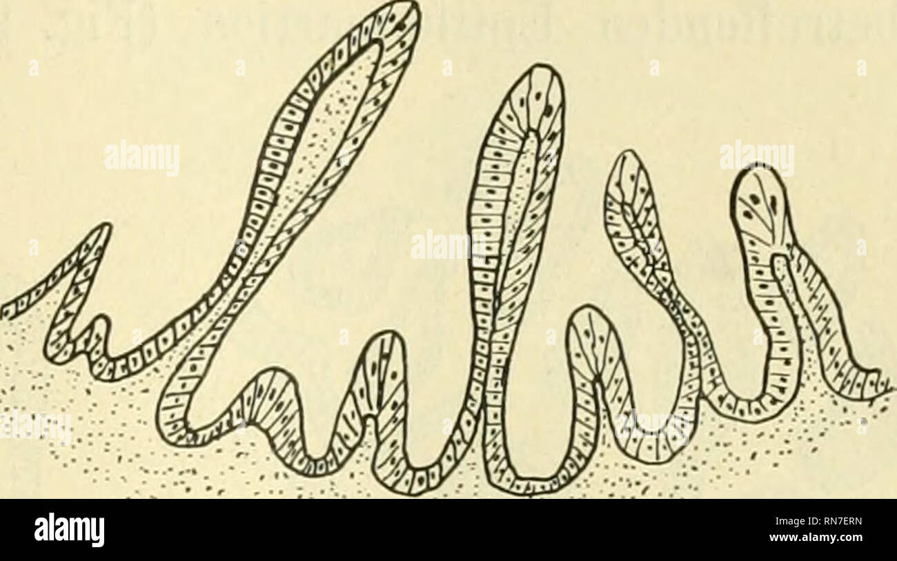 . Anatomischer Anzeiger. Anatomy, Comparative; Anatomy, Comparative ...