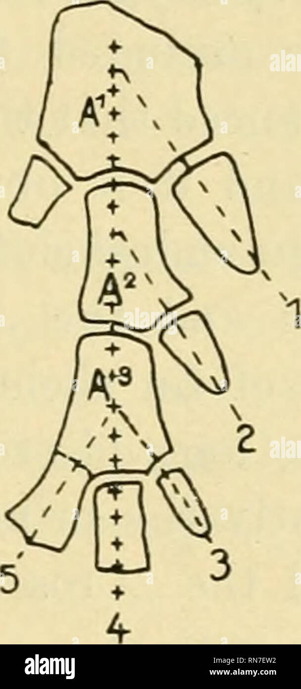 Preaxial hi-res stock photography and images - Alamy