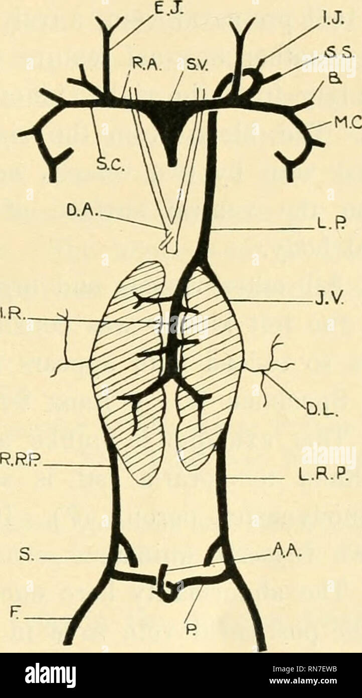 . Anatomischer Anzeiger. Anatomy, Comparative; Anatomy, Comparative ...