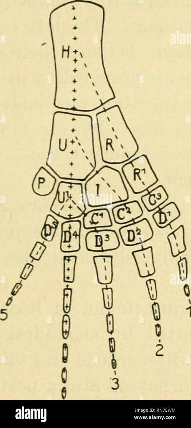 . Anatomischer Anzeiger. Anatomy, Comparative; Anatomy, Comparative. 25 ...
