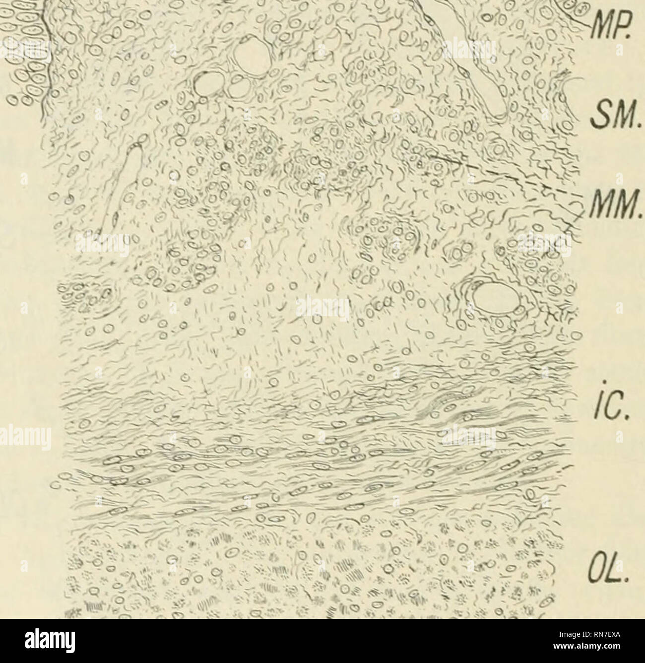 . Anatomischer Anzeiger. Anatomy, Comparative; Anatomy, Comparative ...