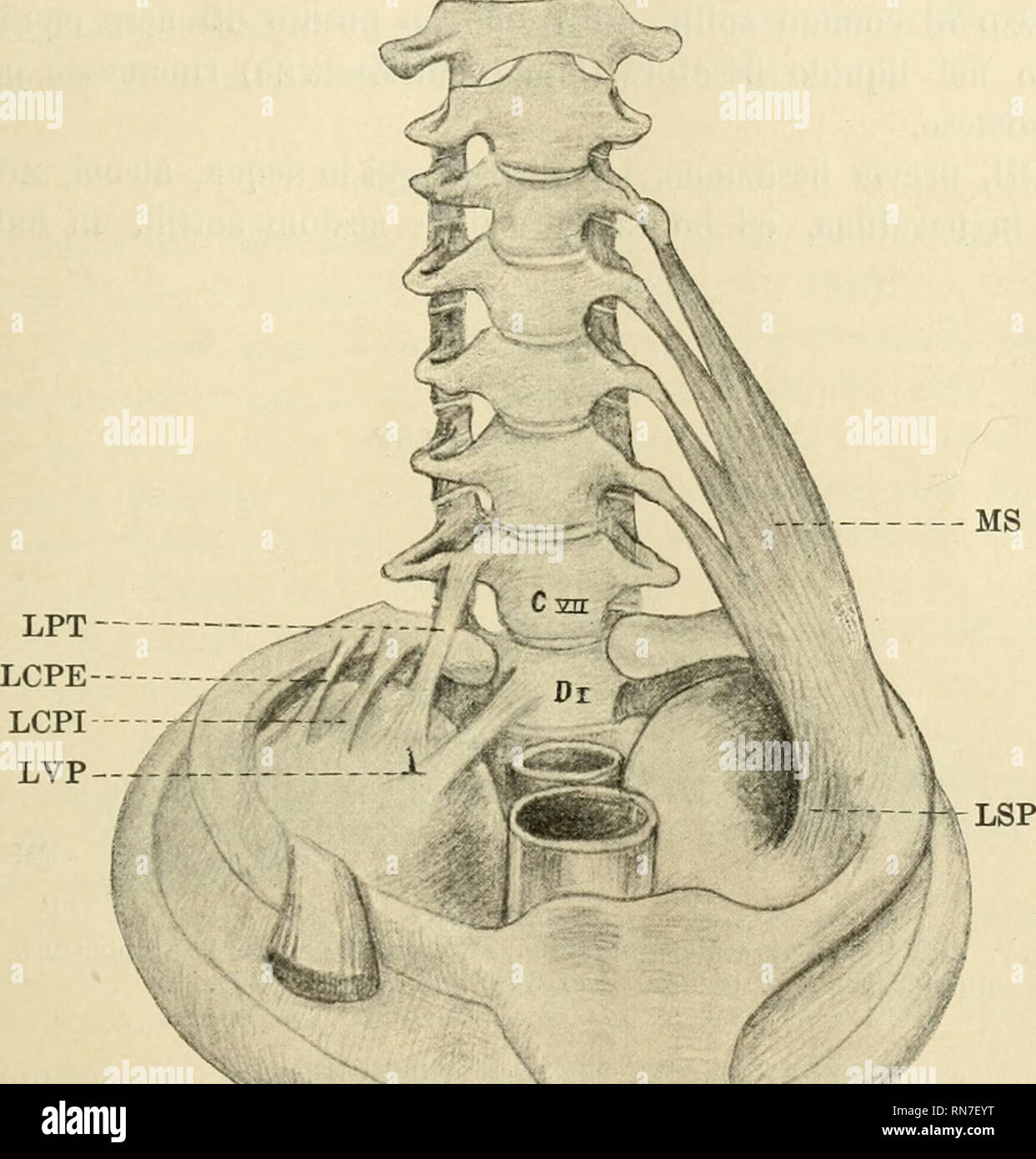 Scaleno hi-res stock photography and images - Alamy