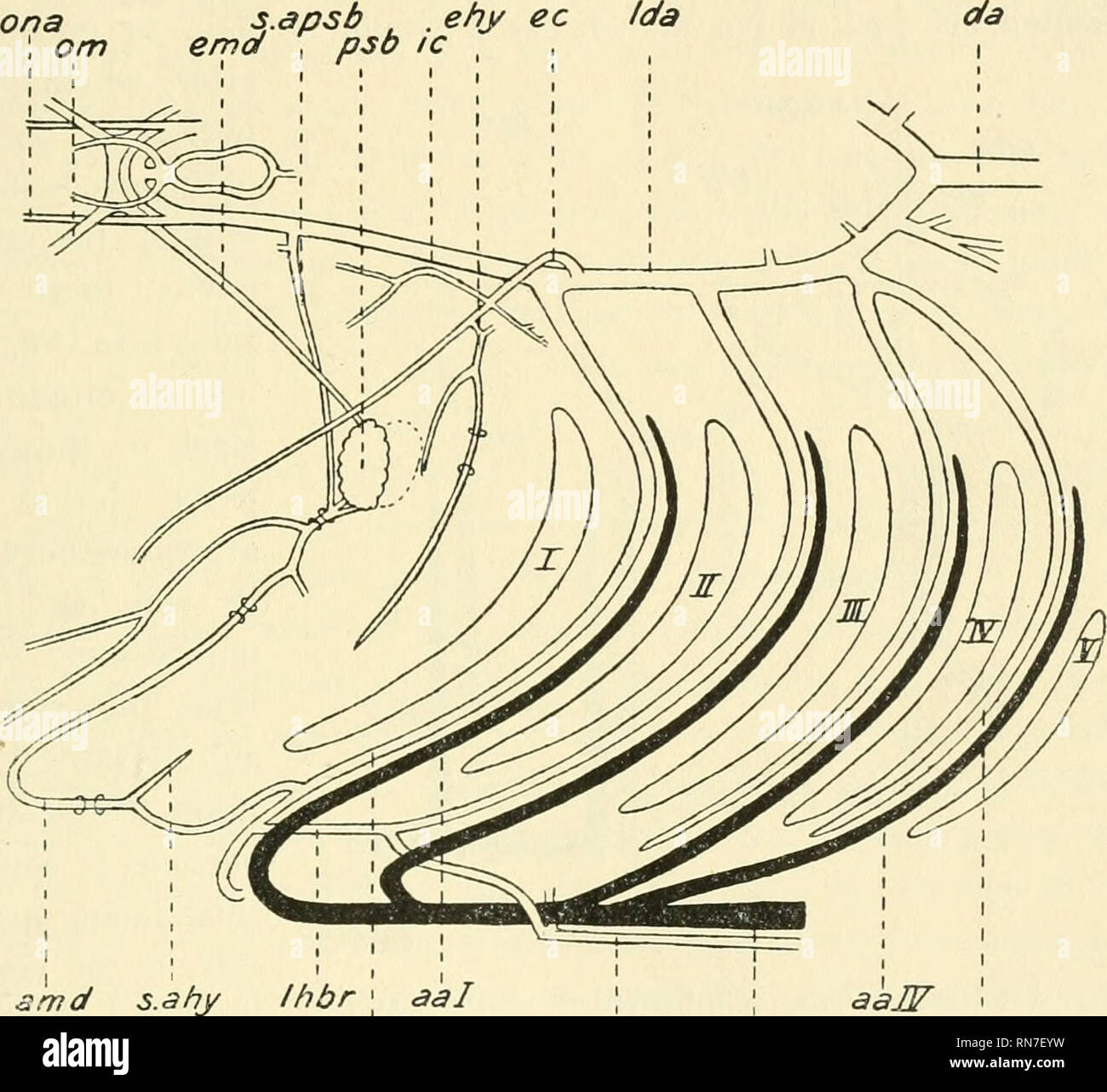 Nervus facialis hi-res stock photography and images - Alamy