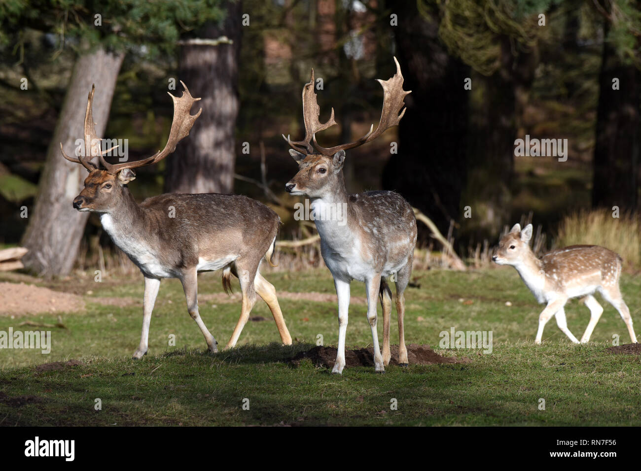 Fallow deer bucks in winter at Attingham Park, England Uk Stock Photo ...
