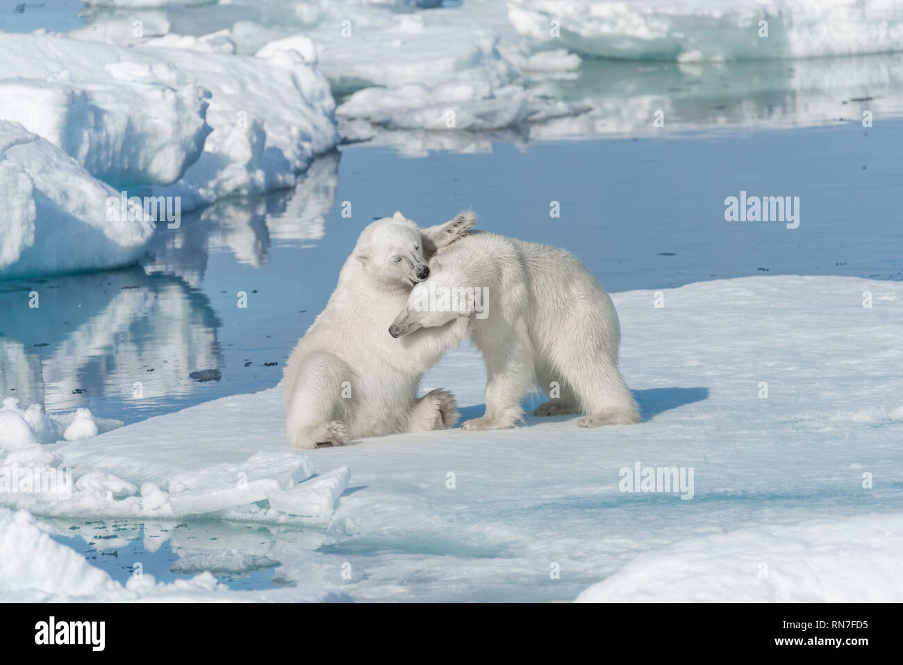 Two young wild polar bear cubs playing on pack ice in Arctic sea, north ...