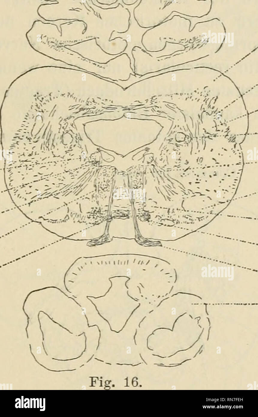 N trochlearis hi-res stock photography and images - Alamy