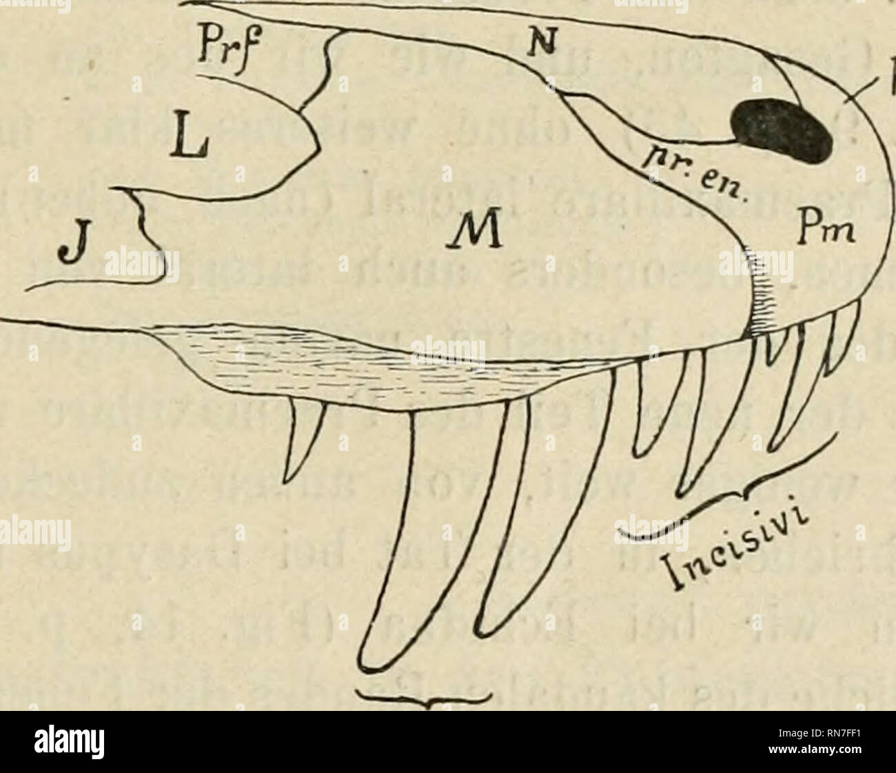 . Anatomischer Anzeiger. Anatomy, Comparative; Anatomy, Comparative ...