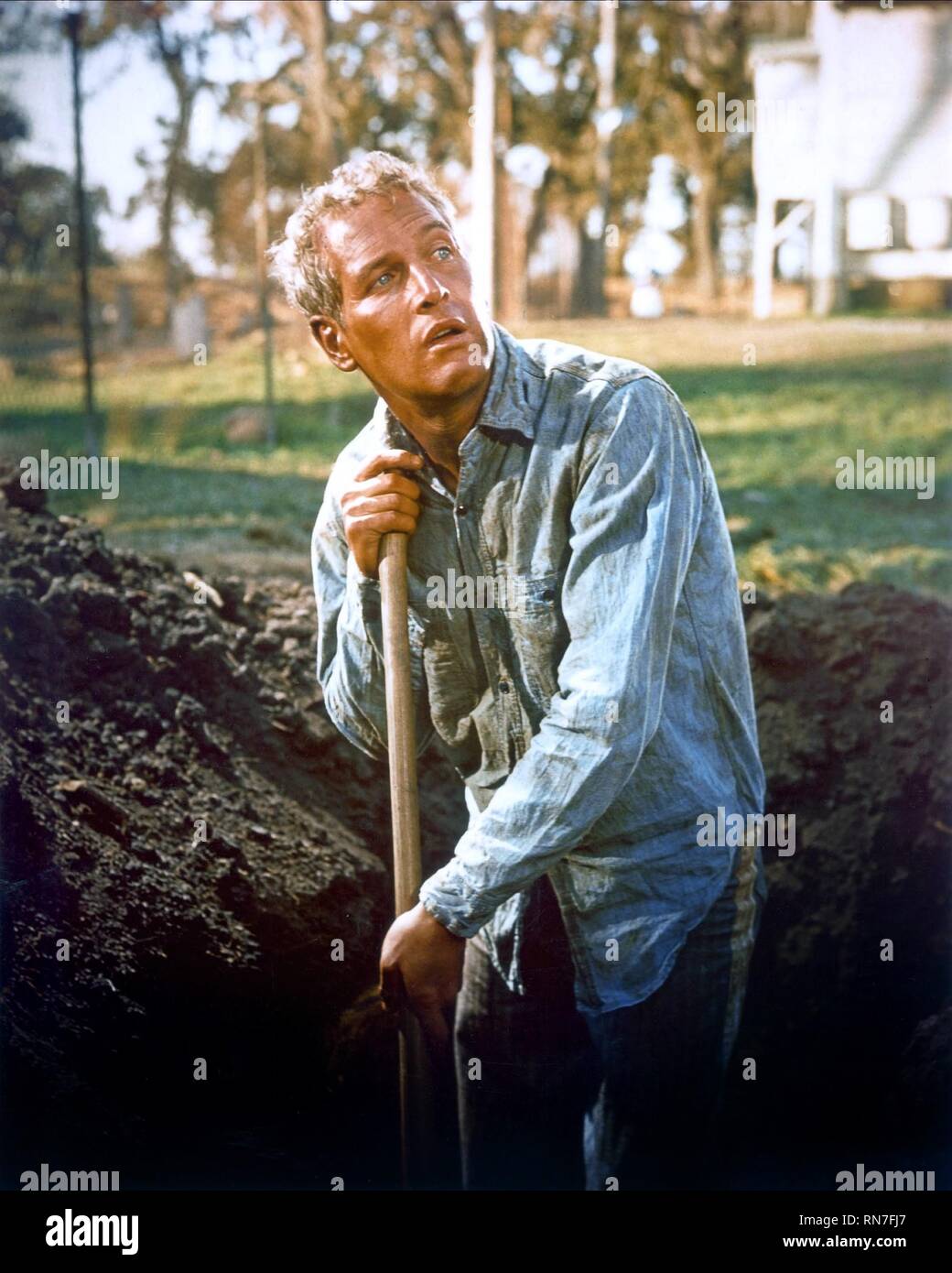 Cool hand luke paul newman hi-res stock photography and images - Alamy