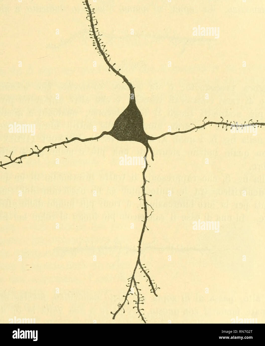 Cellula piramidale della corteccia hi-res stock photography and images ...