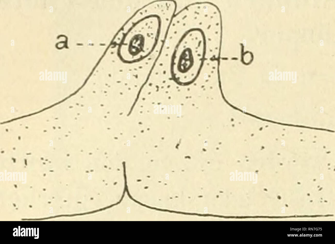 . Anatomischer Anzeiger. Anatomy, Comparative; Anatomy, Comparative ...