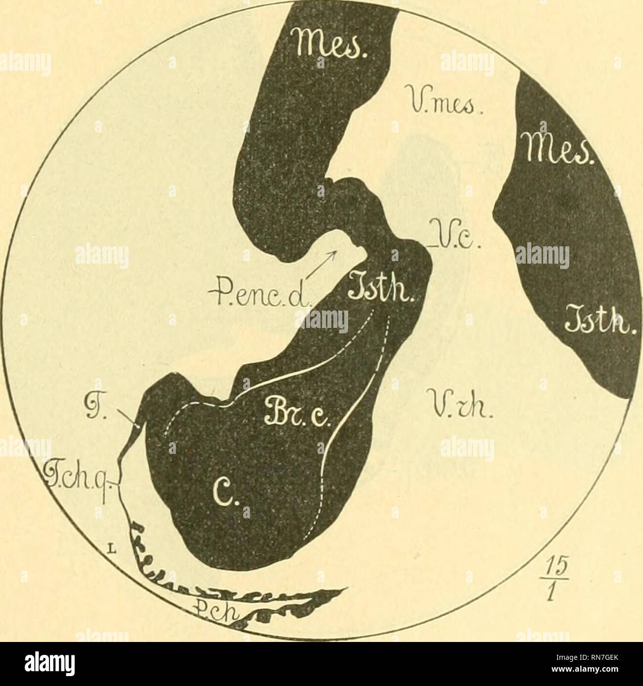 Vertex (anatomy) hi-res stock photography and images - Alamy