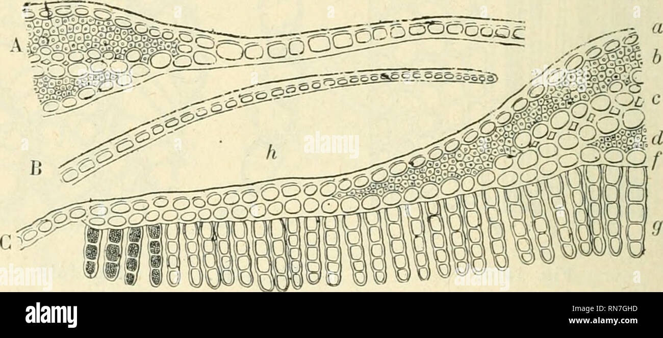 Anatomie de la feuille hi-res stock photography and images - Alamy