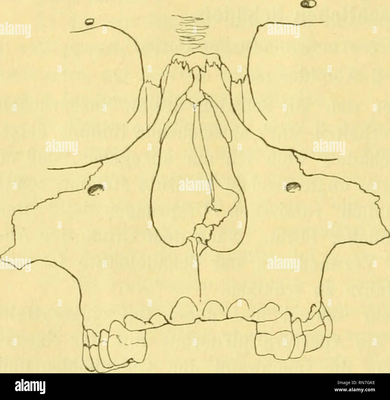 . Anatomischer Anzeiger. Anatomy, Comparative; Anatomy, Comparative ...