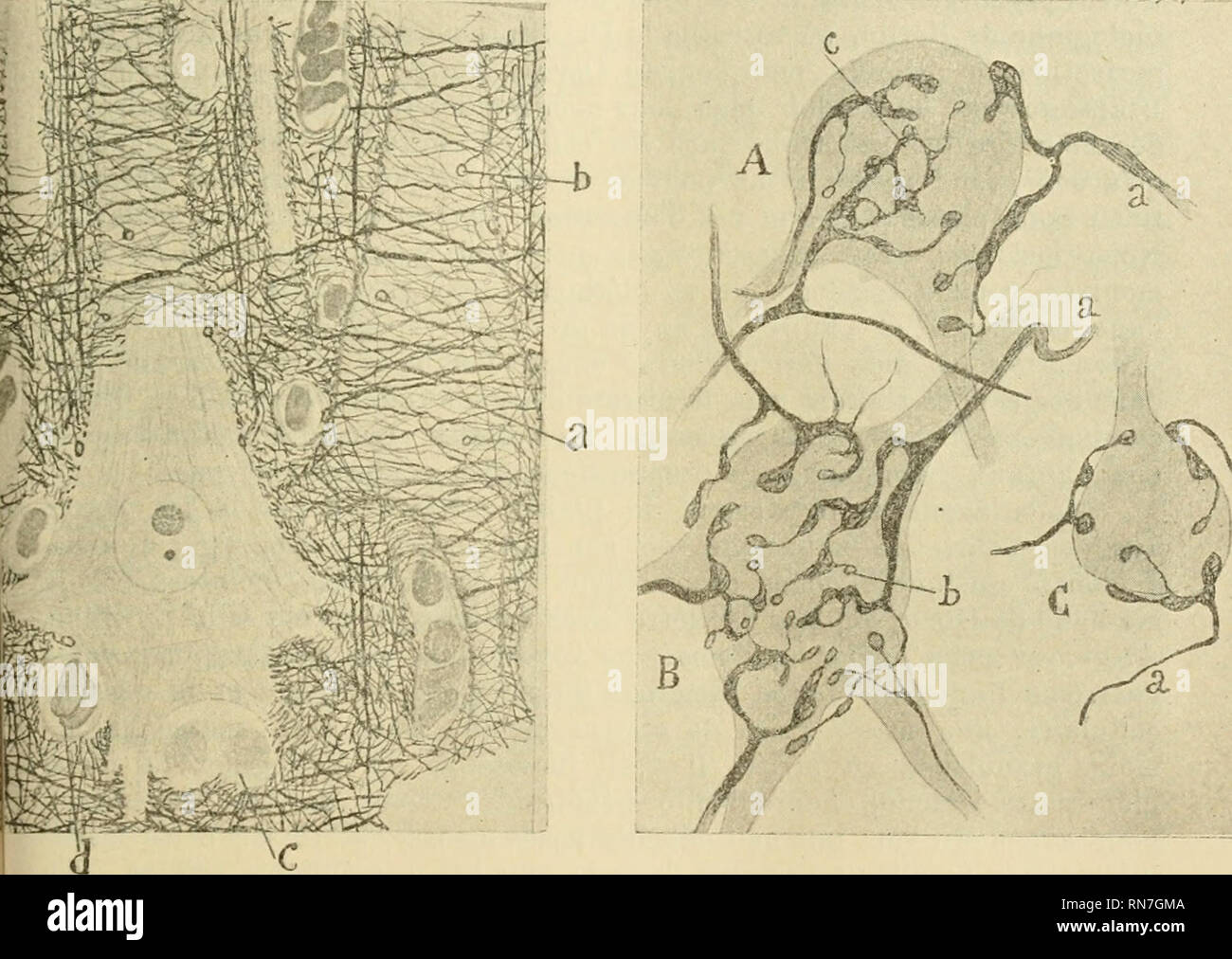 Cellule nerveuse hi-res stock photography and images - Alamy