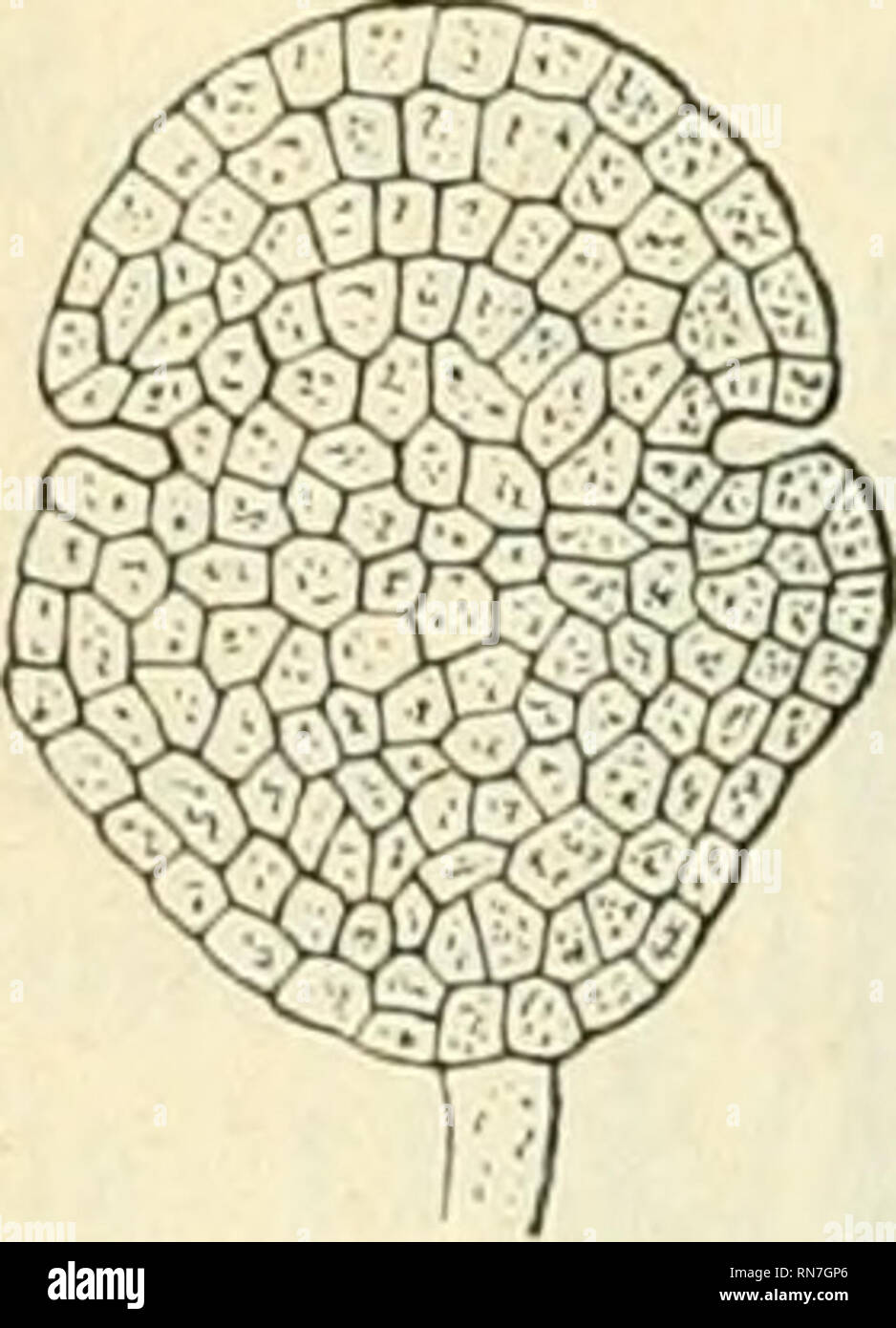 . Anatomie et physiologie végétales à l'usage des étudiants en sciences ...