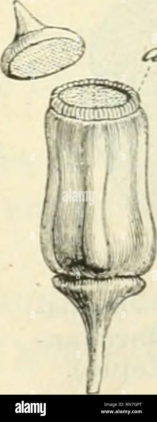 Perigones hi-res stock photography and images - Alamy