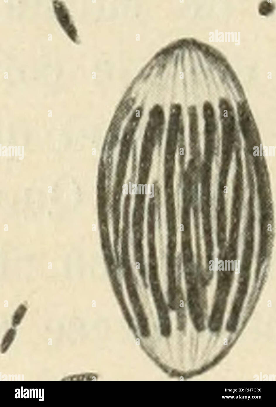 La cellule mère hi-res stock photography and images - Alamy